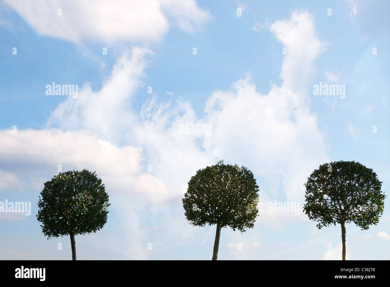 three bush trees on sky and clouds backgrounds Stock Photo - Alamy