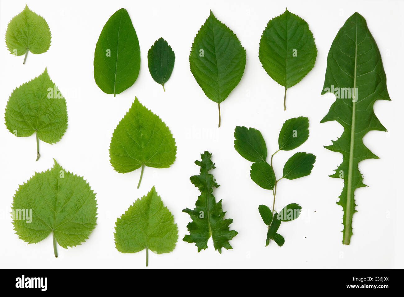 Woods detail Cut Out Stock Images & Pictures - Alamy