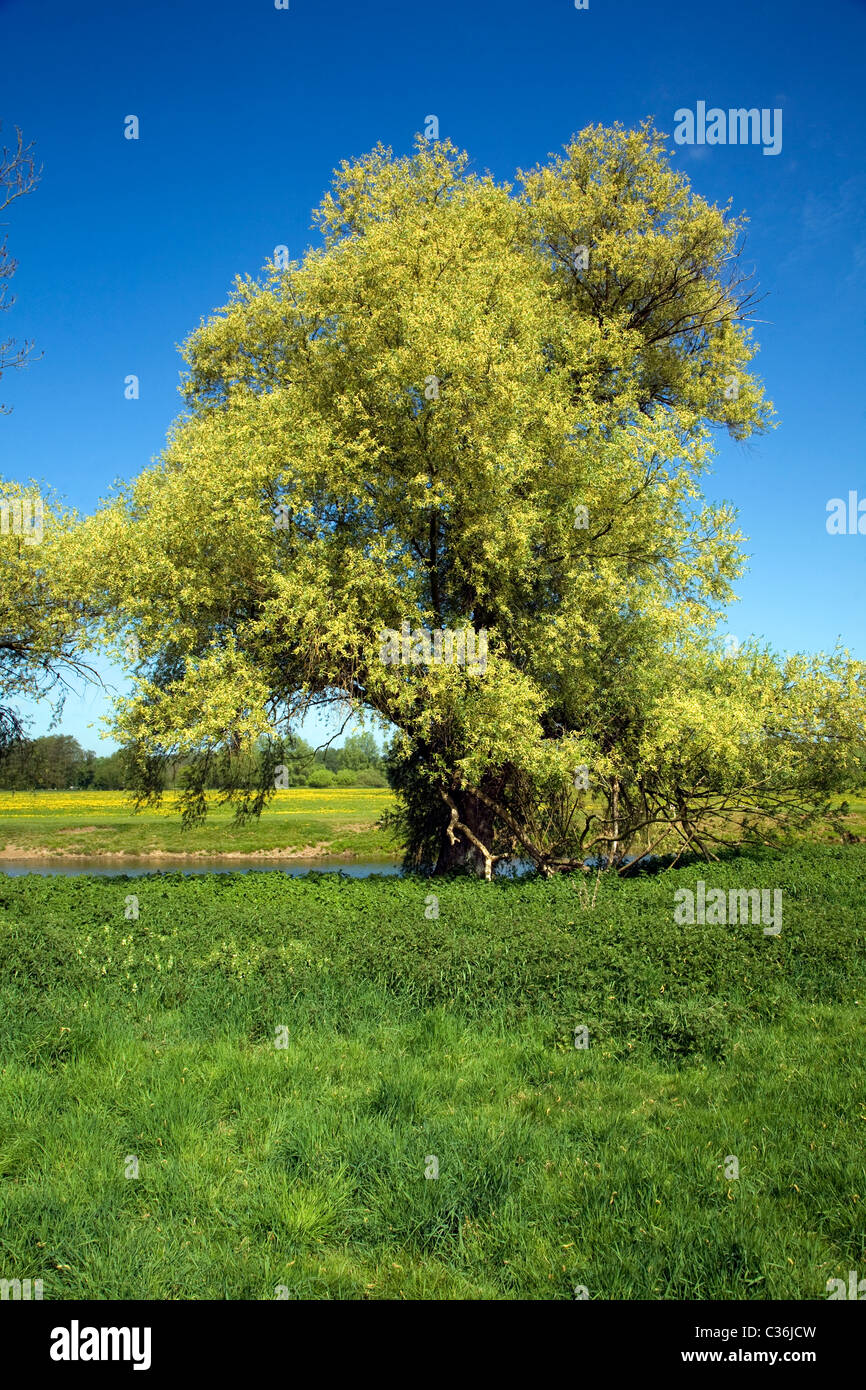 Willow tree spring leaf river Stour valley Dedham Vale England Stock ...