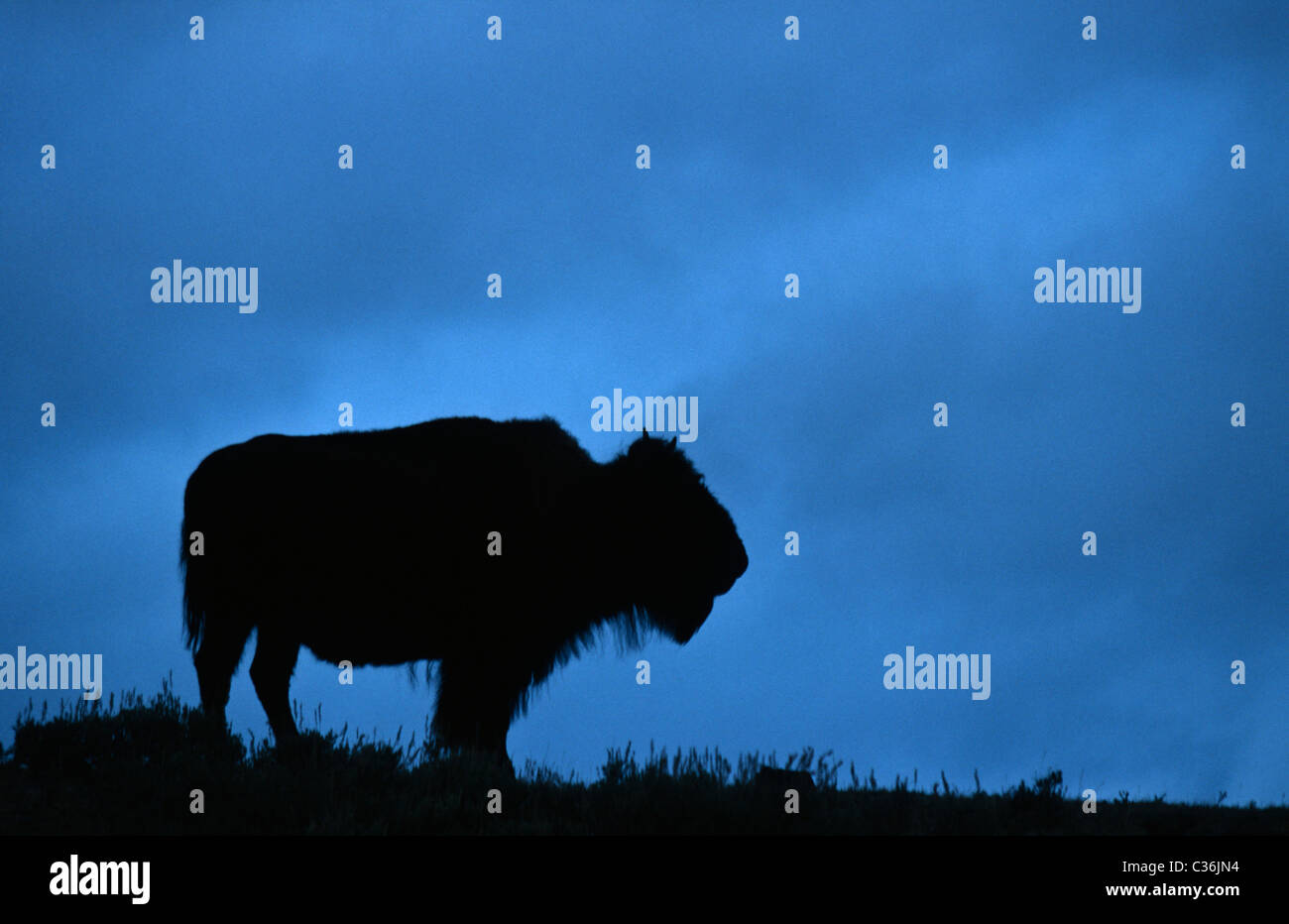 American Bison or Buffalo at dusk, Yellowstone NP Stock Photo - Alamy