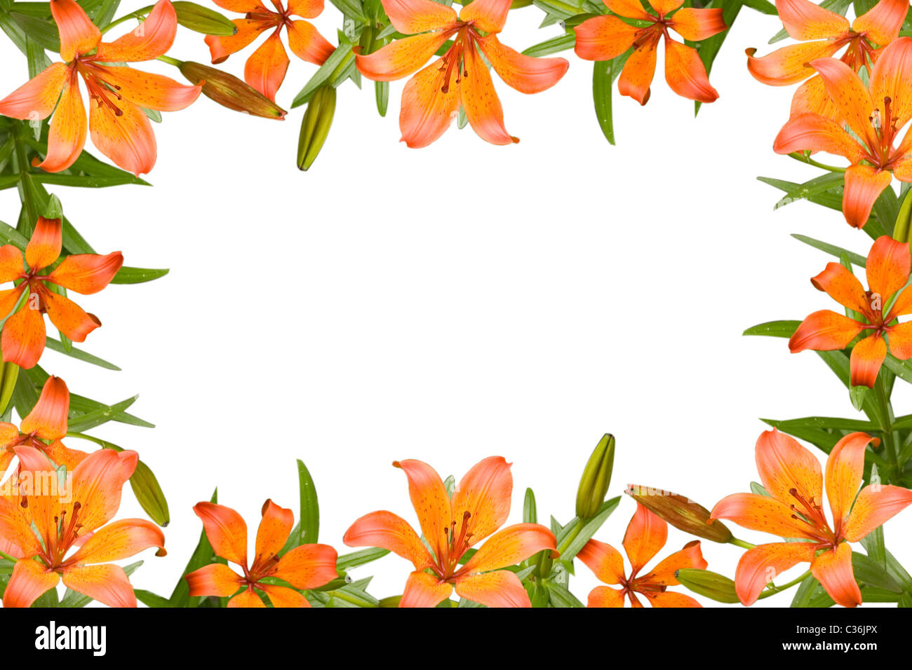 orange lily, flower frame with green leaves Stock Photo - Alamy