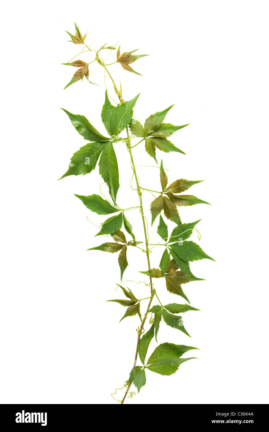 front view of green leaves on white background Stock Photo - Alamy