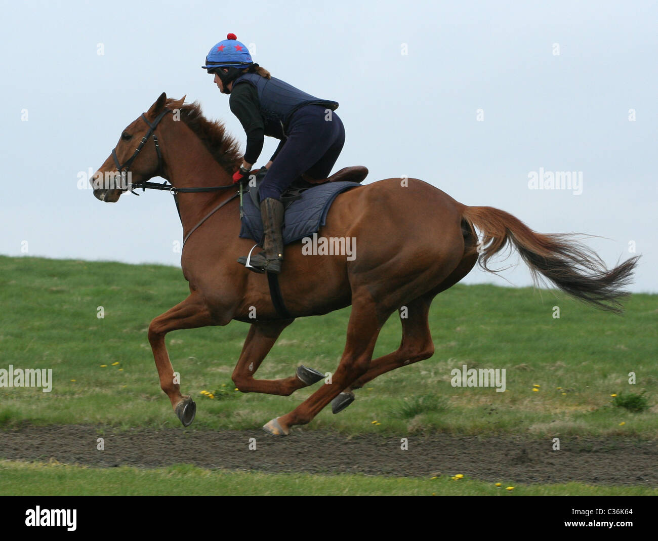 Racehorse on gallops at Middleham Yorkshire Dales Stock Photo - Alamy