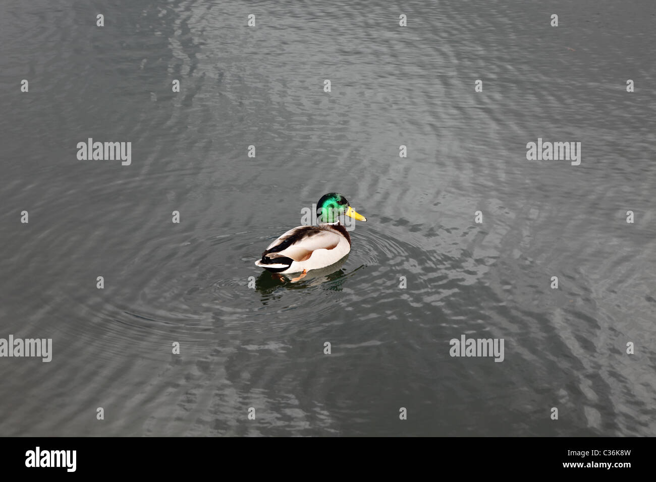 Mallard male colours hi-res stock photography and images - Alamy
