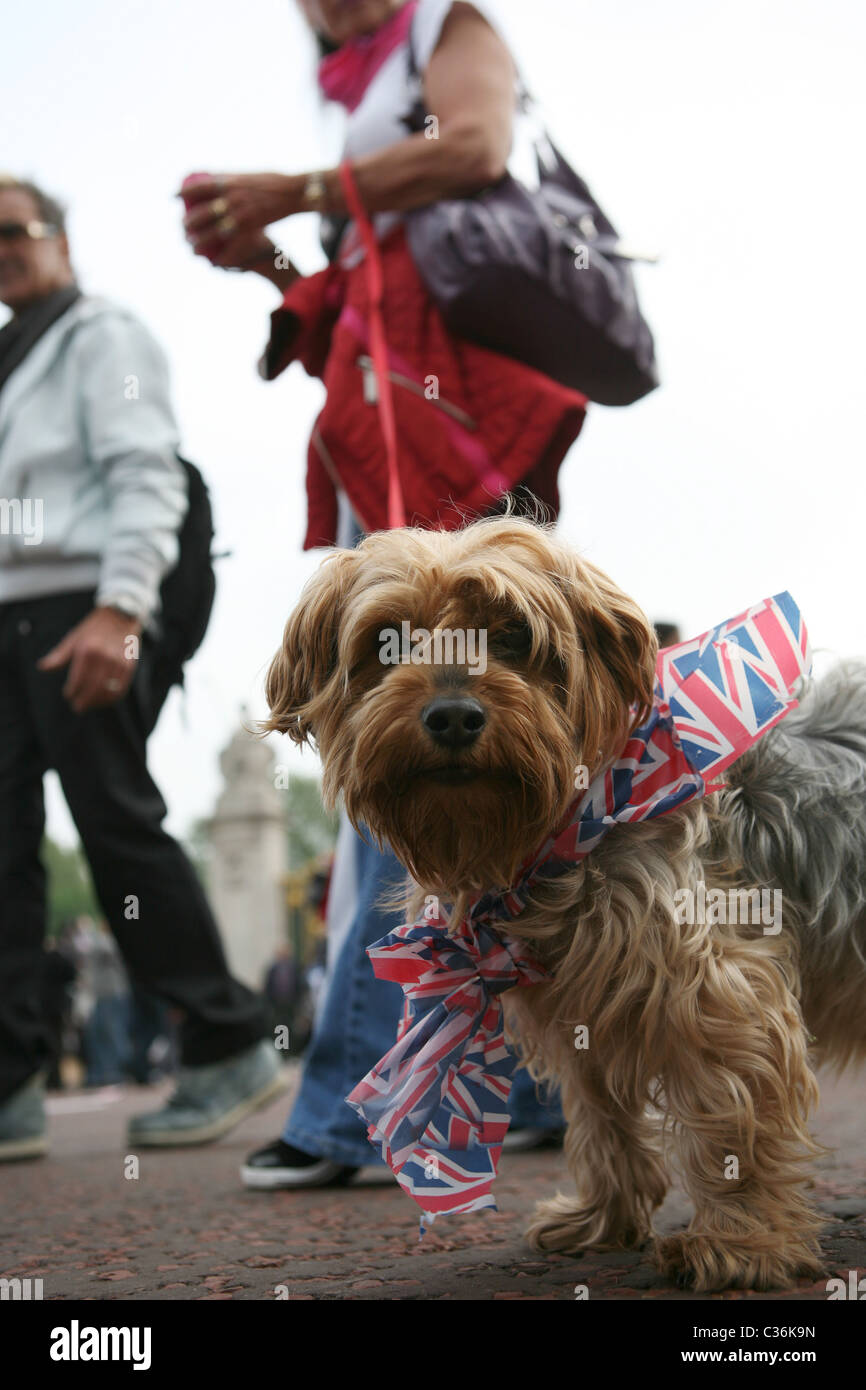 Prince william dog hi-res stock photography and images - Alamy