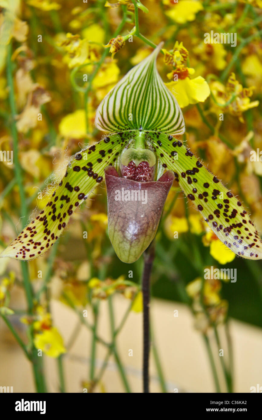 Pink orchi hi-res stock photography and images - Alamy