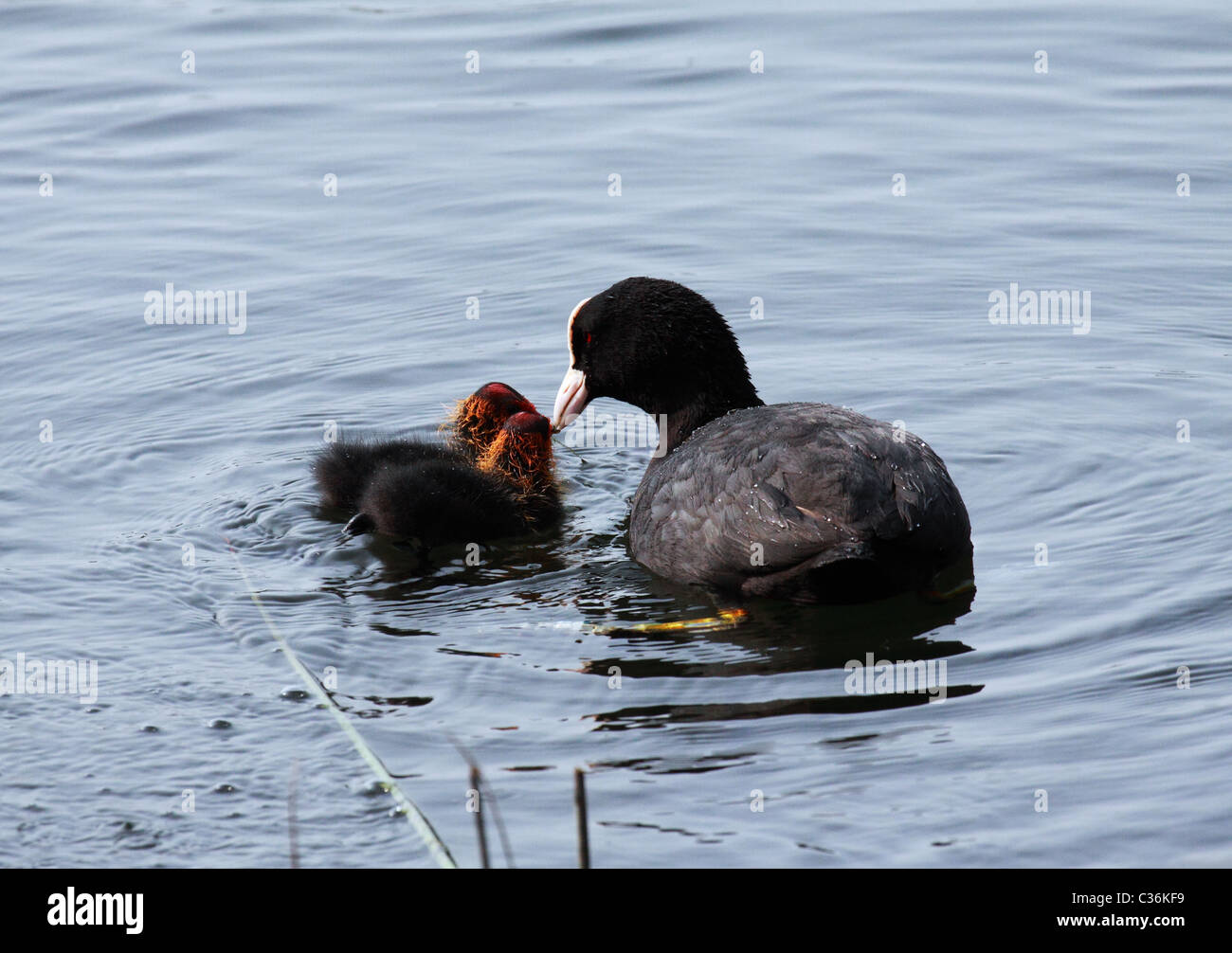 Coot feeding chicks Stock Photo - Alamy