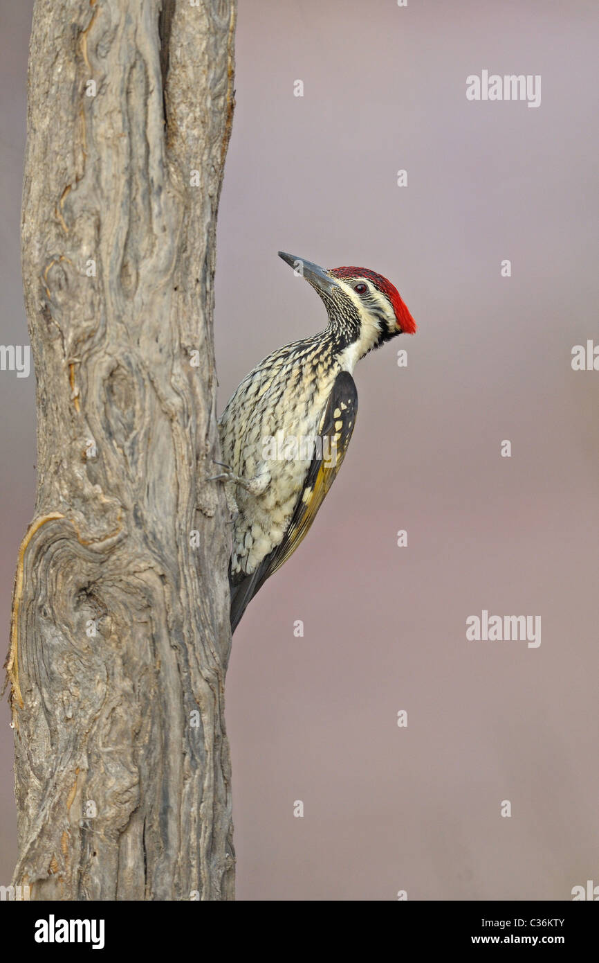 Black-rumped Flameback or Lesser Golden-backed Woodpecker (Dinopium ...