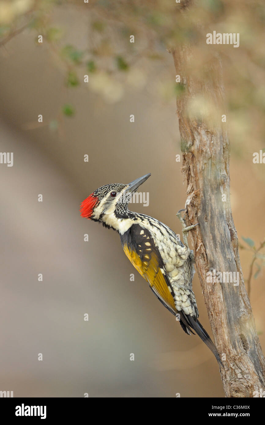 Black-rumped Flameback or Lesser Golden-backed Woodpecker (Dinopium ...