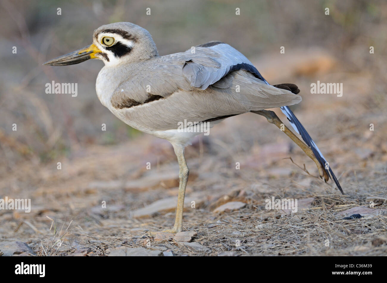 Great Thick-knee (Esacus recurvirostris) doing the broken wing display ...
