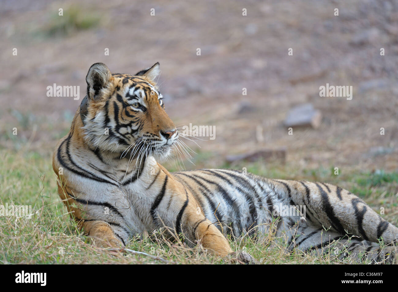Lying Down Tiger Stock Photos & Lying Down Tiger Stock Images - Alamy
