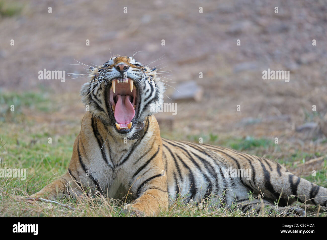 Tiger Teeth Size