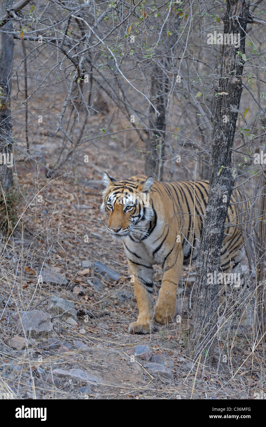 Tiger approach approaching hi-res stock photography and images - Alamy