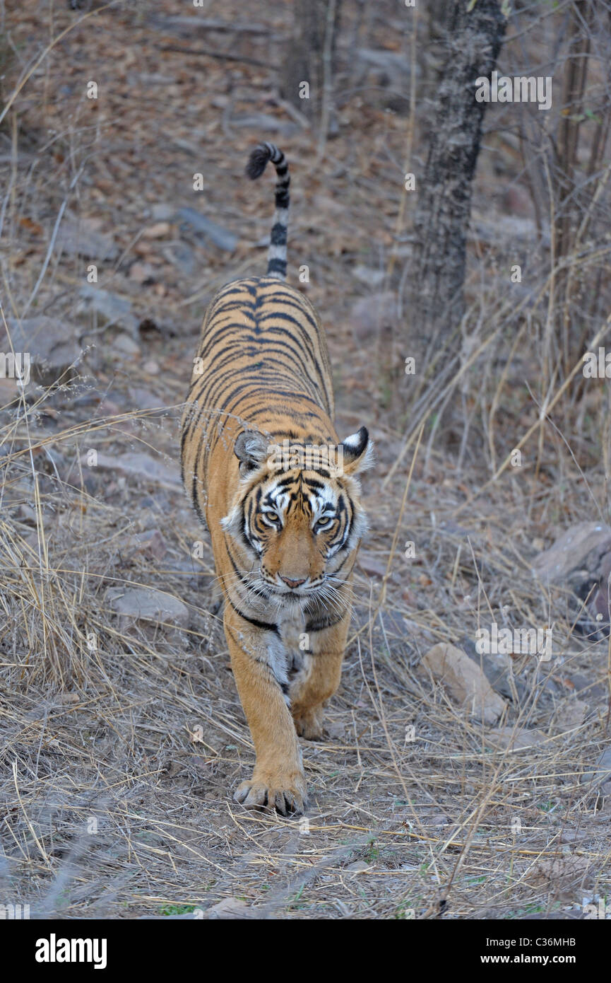 Approaching tiger in Ranthambore tiger reserve Stock Photo - Alamy