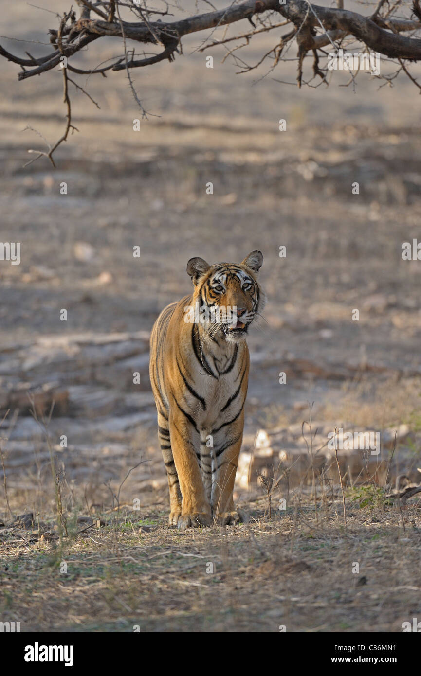 Tiger approach approaching hi-res stock photography and images - Alamy