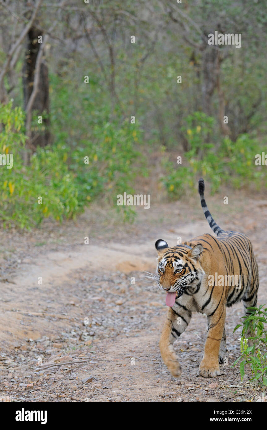 Tiger snarling (flehmen display) on a forest road in Ranthambhore in a ...