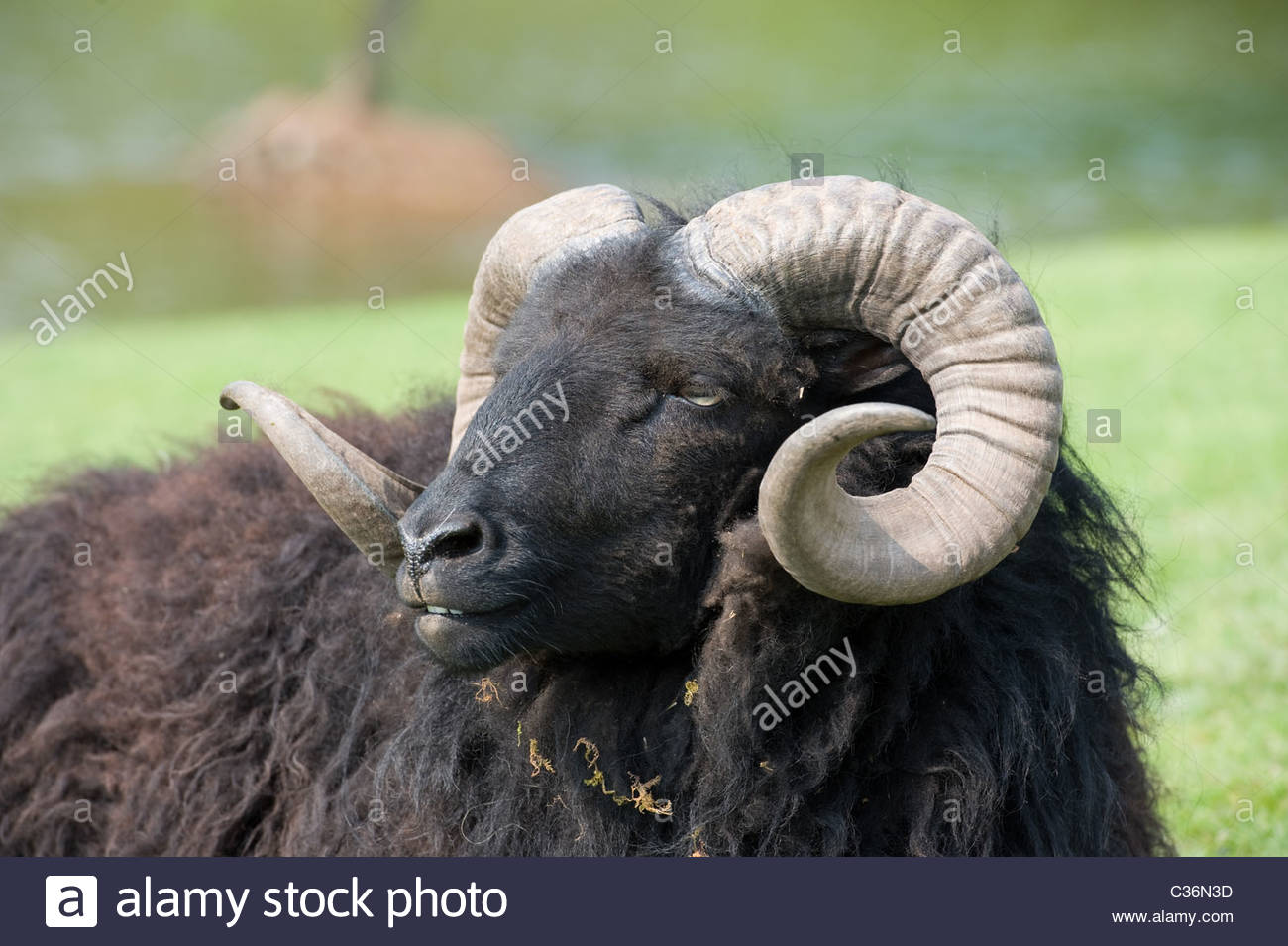 Hebridean Lamb High Resolution Stock Photography and Images - Alamy