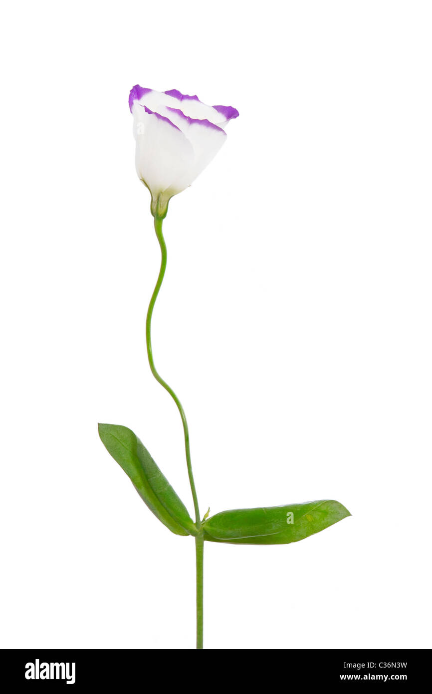 White mauve Cut Out Stock Images & Pictures - Alamy