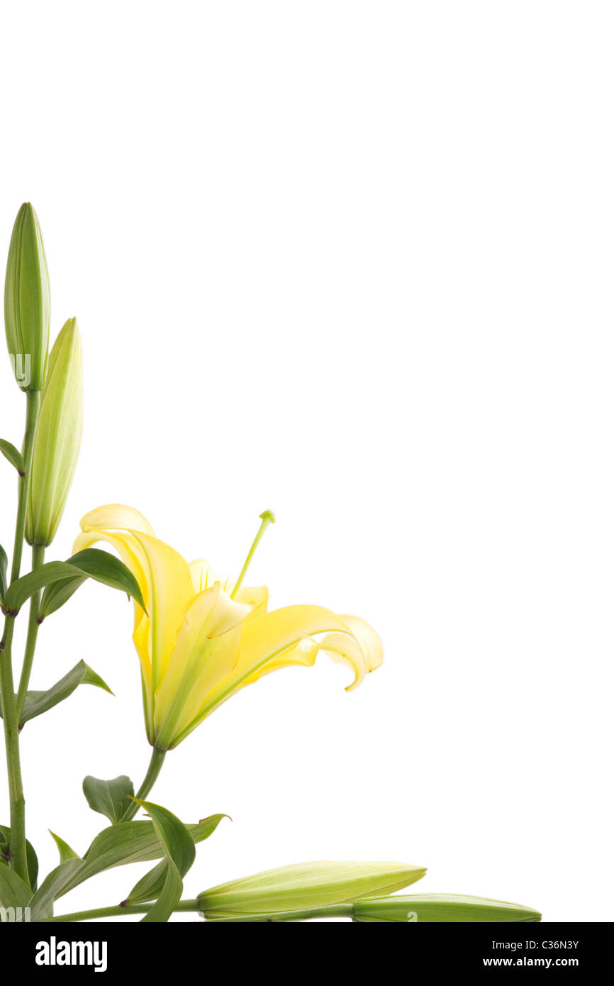 lily flower frame and green leaves, spring time Stock Photo - Alamy