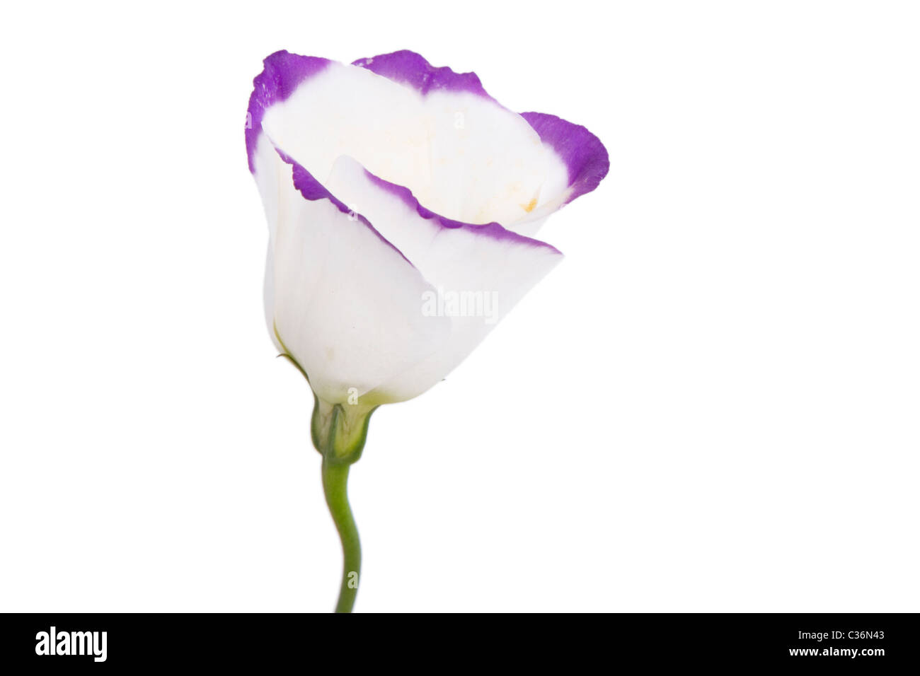 White mauve Cut Out Stock Images & Pictures - Alamy