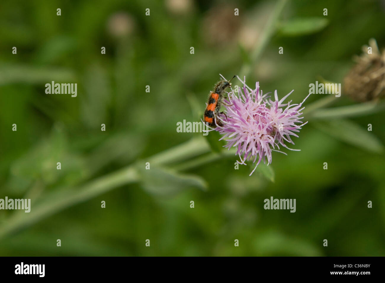 Insect flower pollinate wildlife hi-res stock photography and images ...