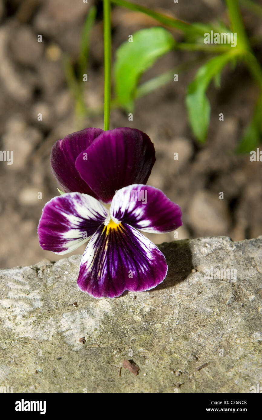 close-up of pansy flower on natural background Stock Photo - Alamy