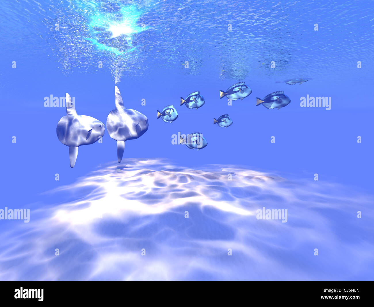 Two large sunfish swim with a group of Blue Tango fish in the beautiful ...