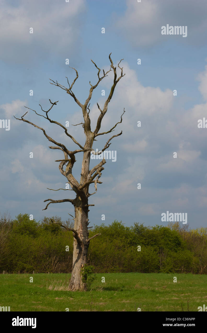 Solitary 'Dead Tree' in the middle of a field Stock Photo - Alamy