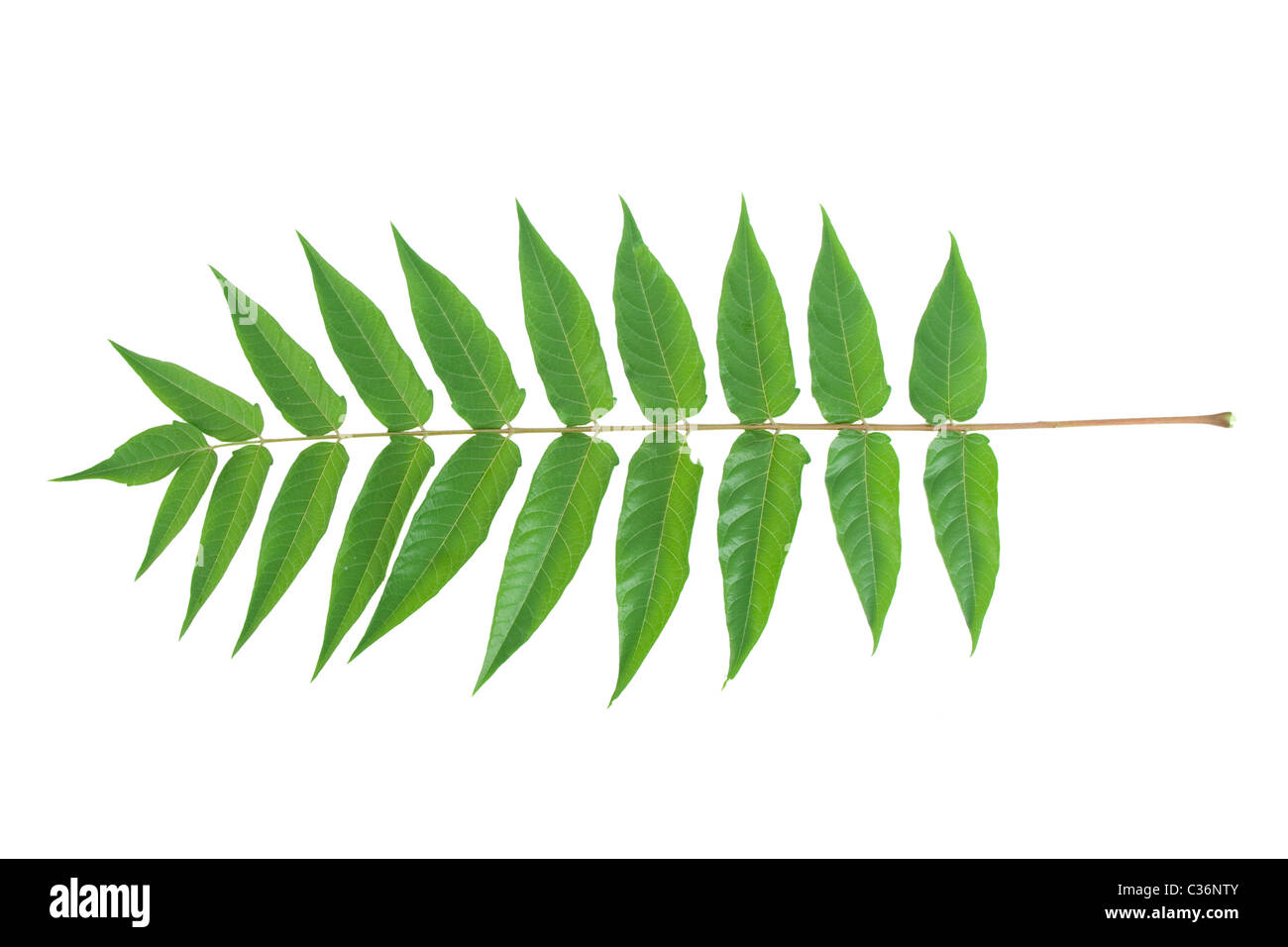 Close up view bright green Cut Out Stock Images & Pictures - Alamy