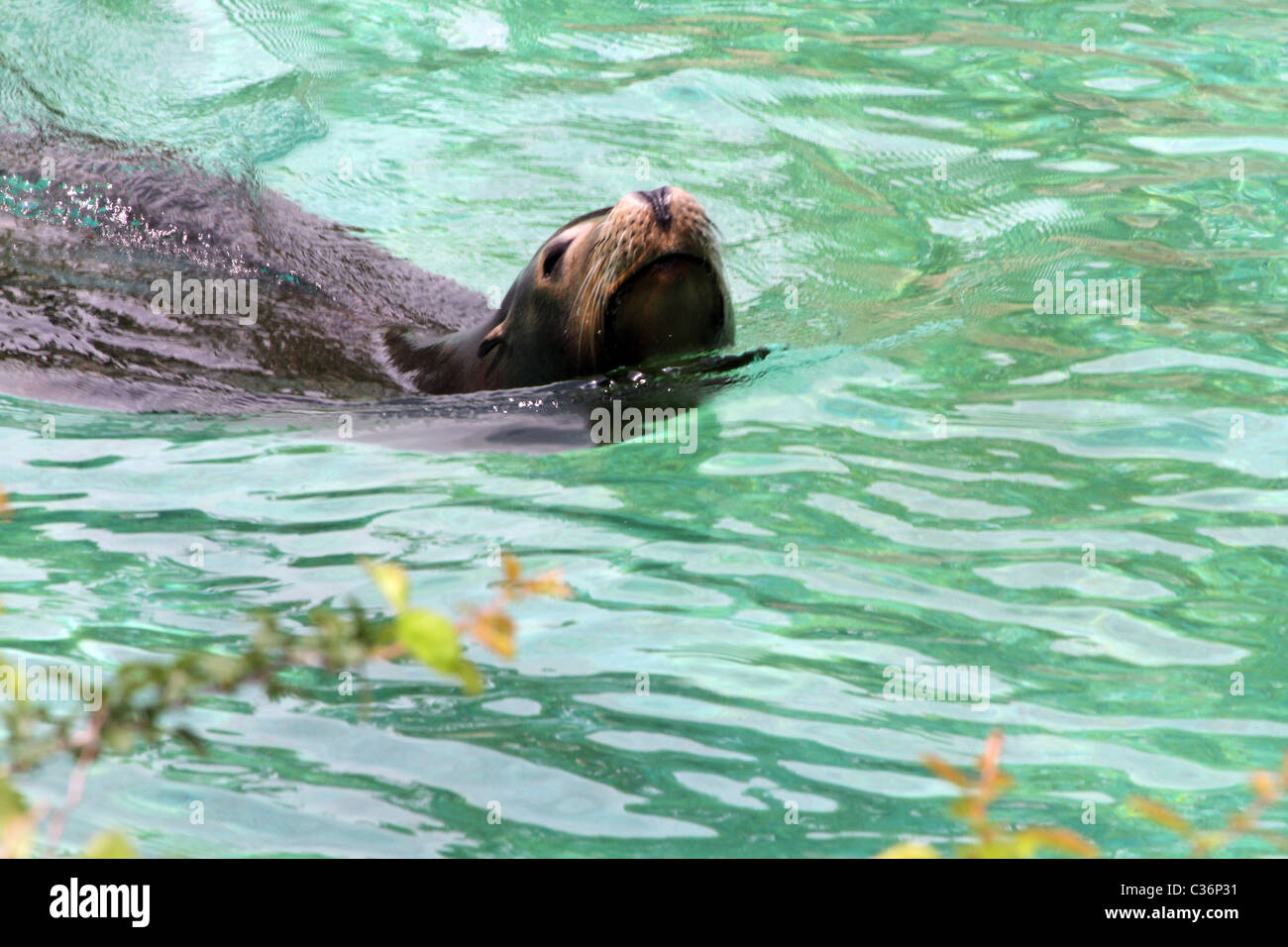 Front View of a Seal swimming at New York City, Bronx Zoo Stock Photo ...