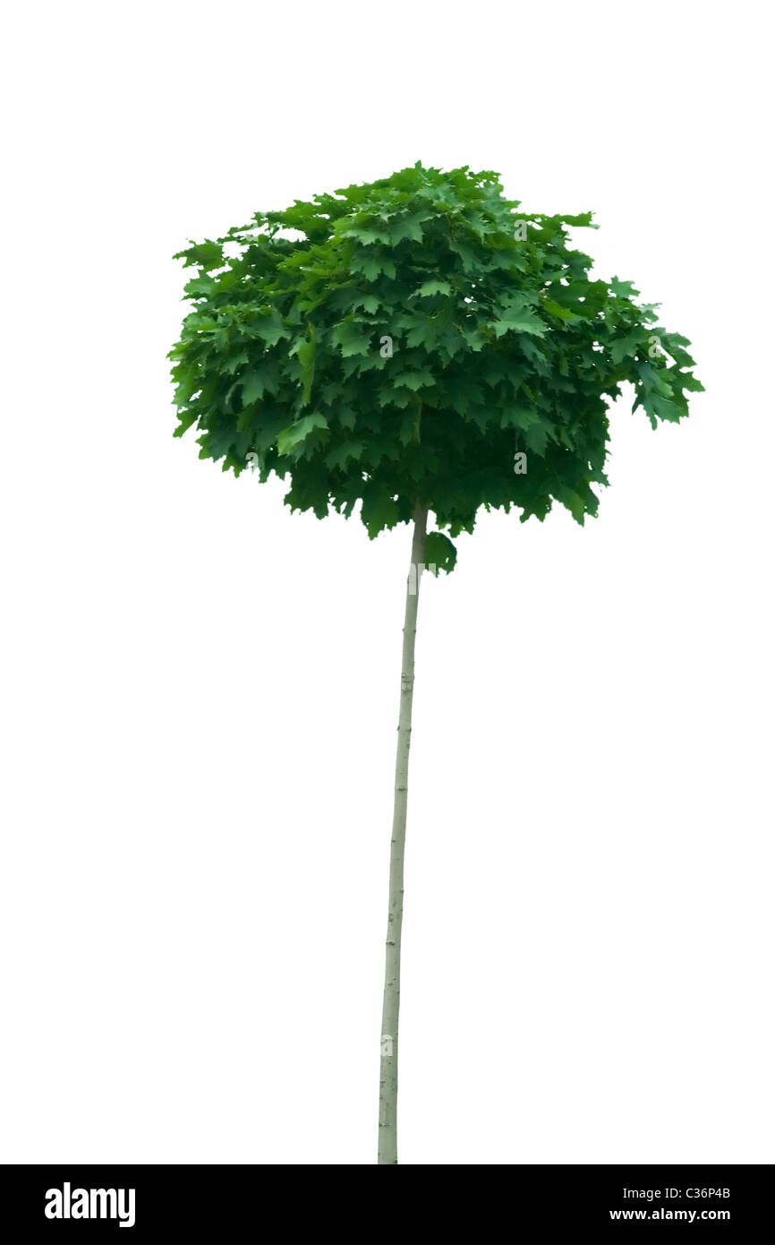 front view of young tree on white background Stock Photo - Alamy