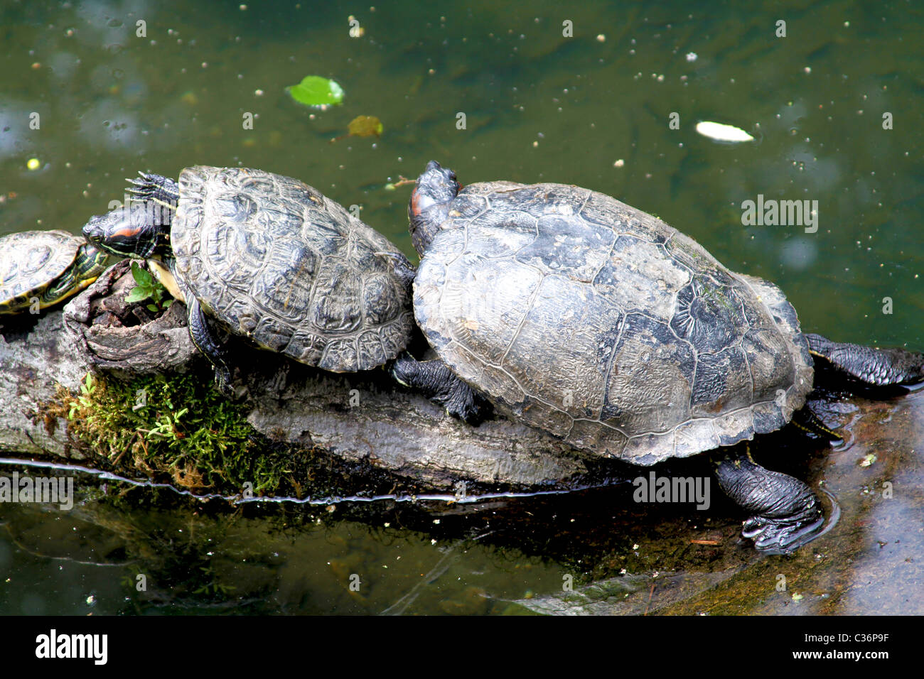 Turtles mating hi-res stock photography and images - Alamy