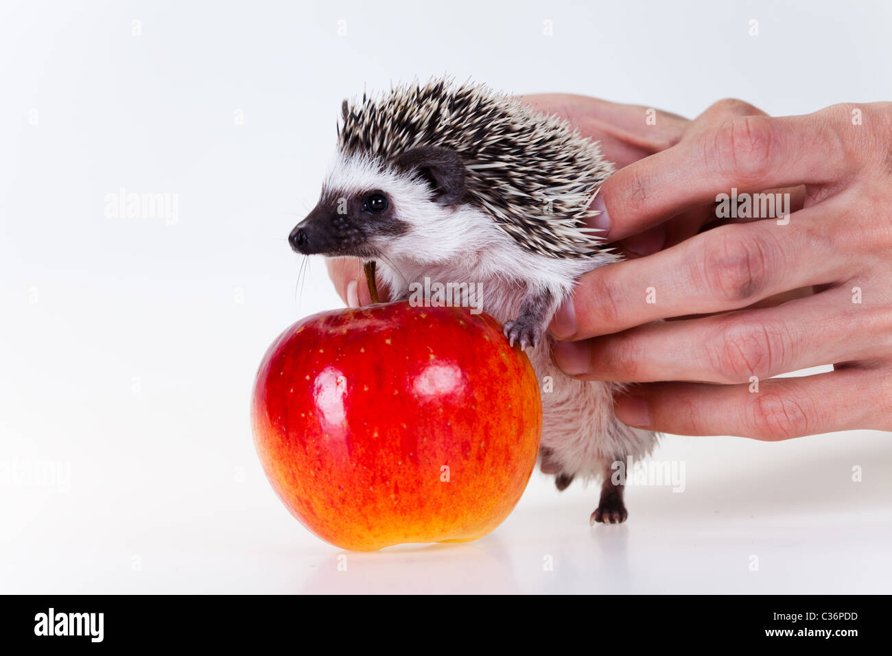 Cute hedgehog hi-res stock photography and images - Alamy