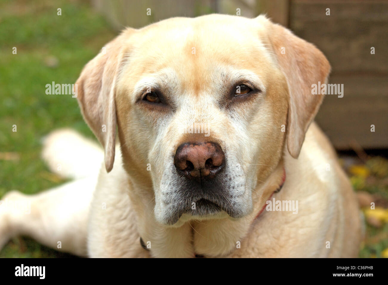 Labrador dog face hi-res stock photography and images - Alamy