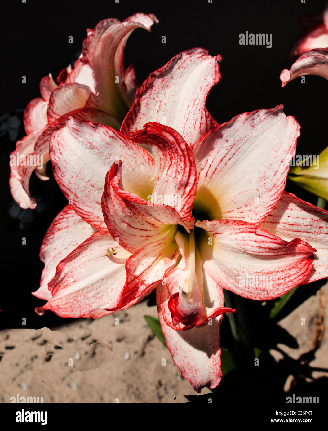 Amaryllidaceae africa hi-res stock photography and images - Alamy