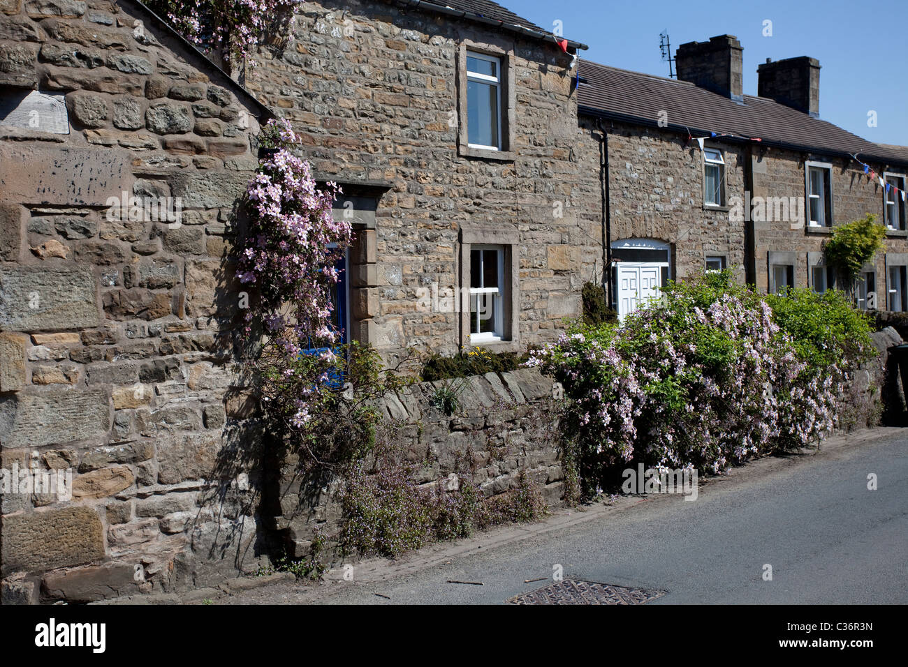 April Flowering clematis in the streets of wray at the time of the Wray ...