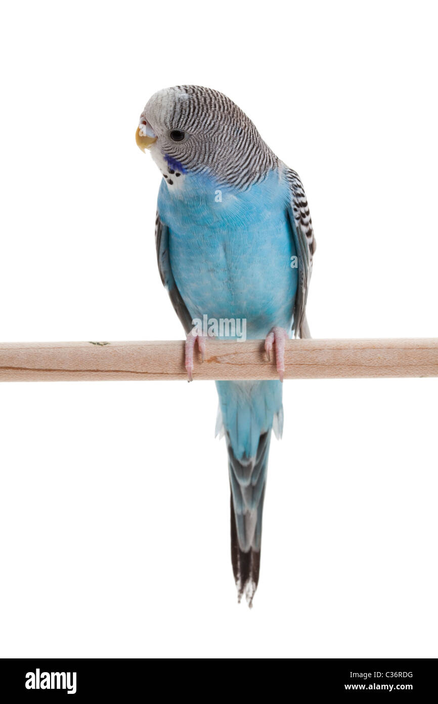 Budgie hi-res stock photography and images - Alamy