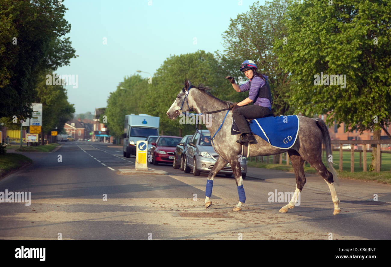 A racehorse and woman jockey crossing the road in front of traffic ...