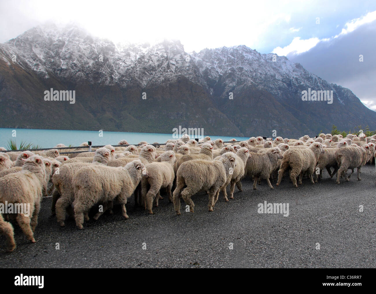 New zealand sheep hi-res stock photography and images - Alamy