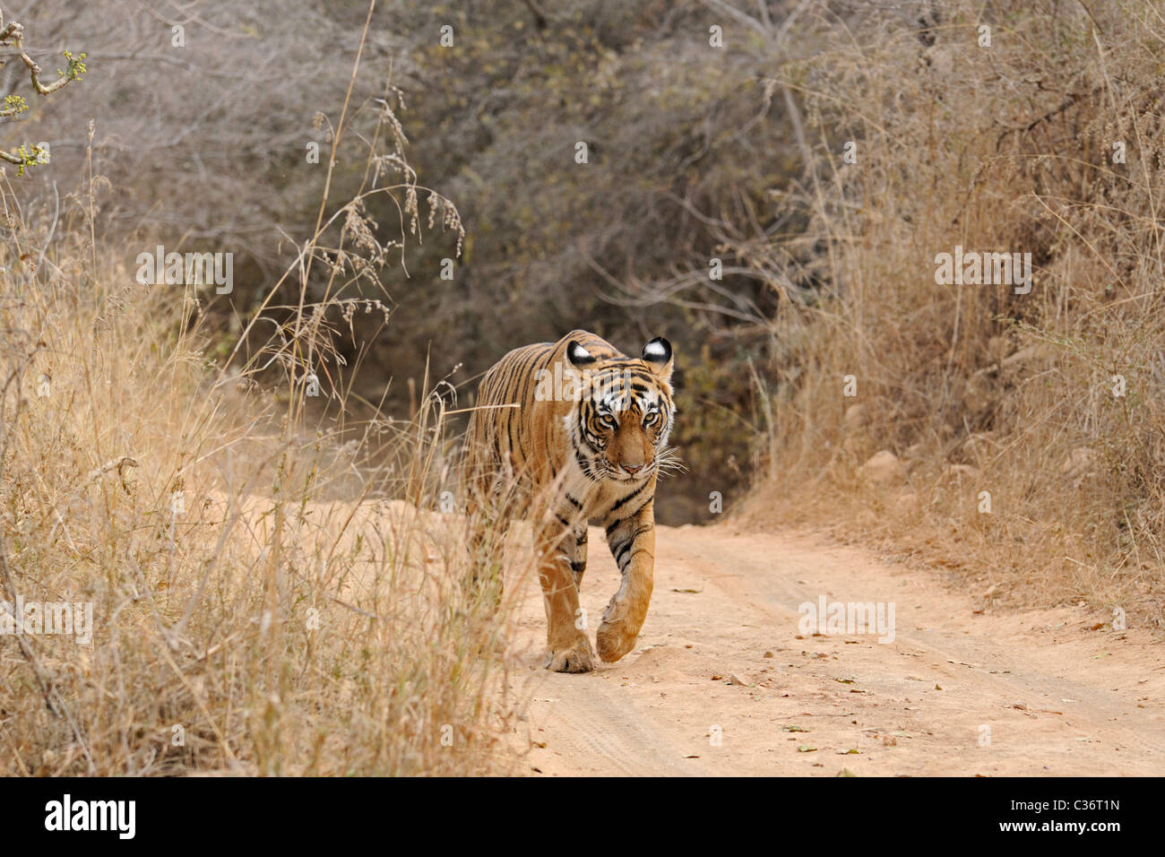 Tiger approach approaching hi-res stock photography and images - Alamy
