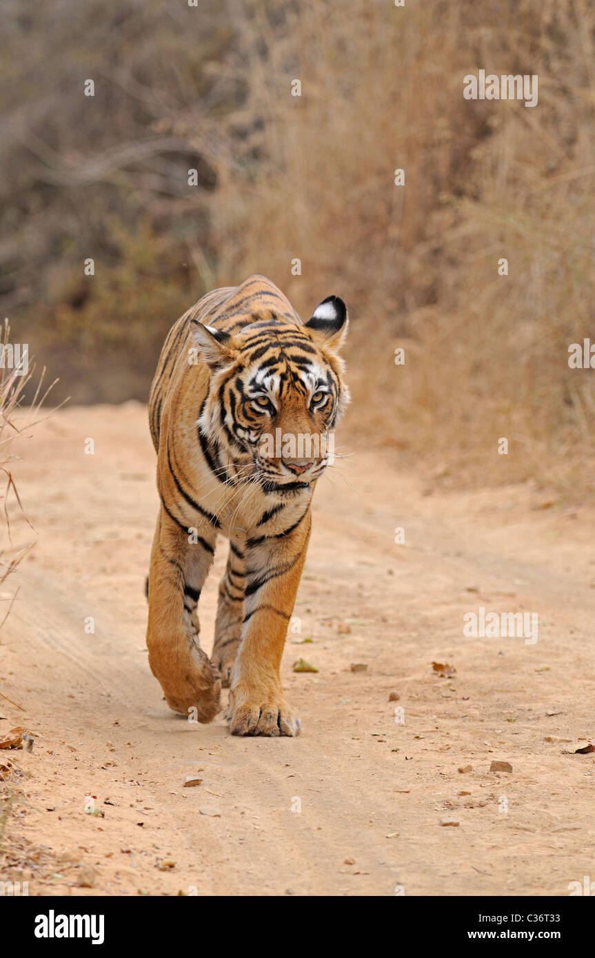 Tiger approach approaching hi-res stock photography and images - Alamy