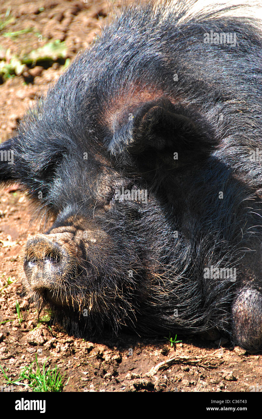 Old sow - a pig sleeping Stock Photo - Alamy