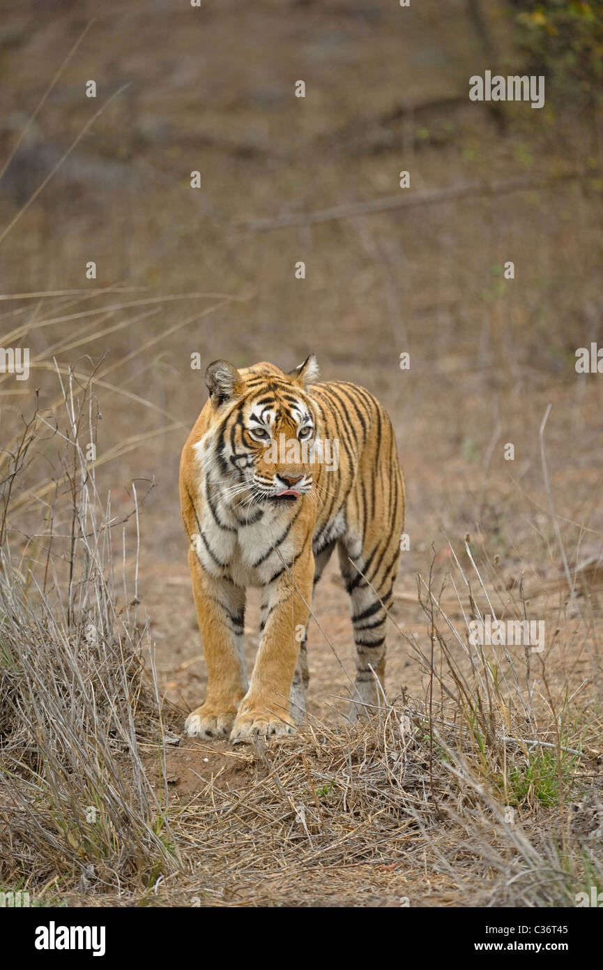 Tiger approach approaching hi-res stock photography and images - Alamy