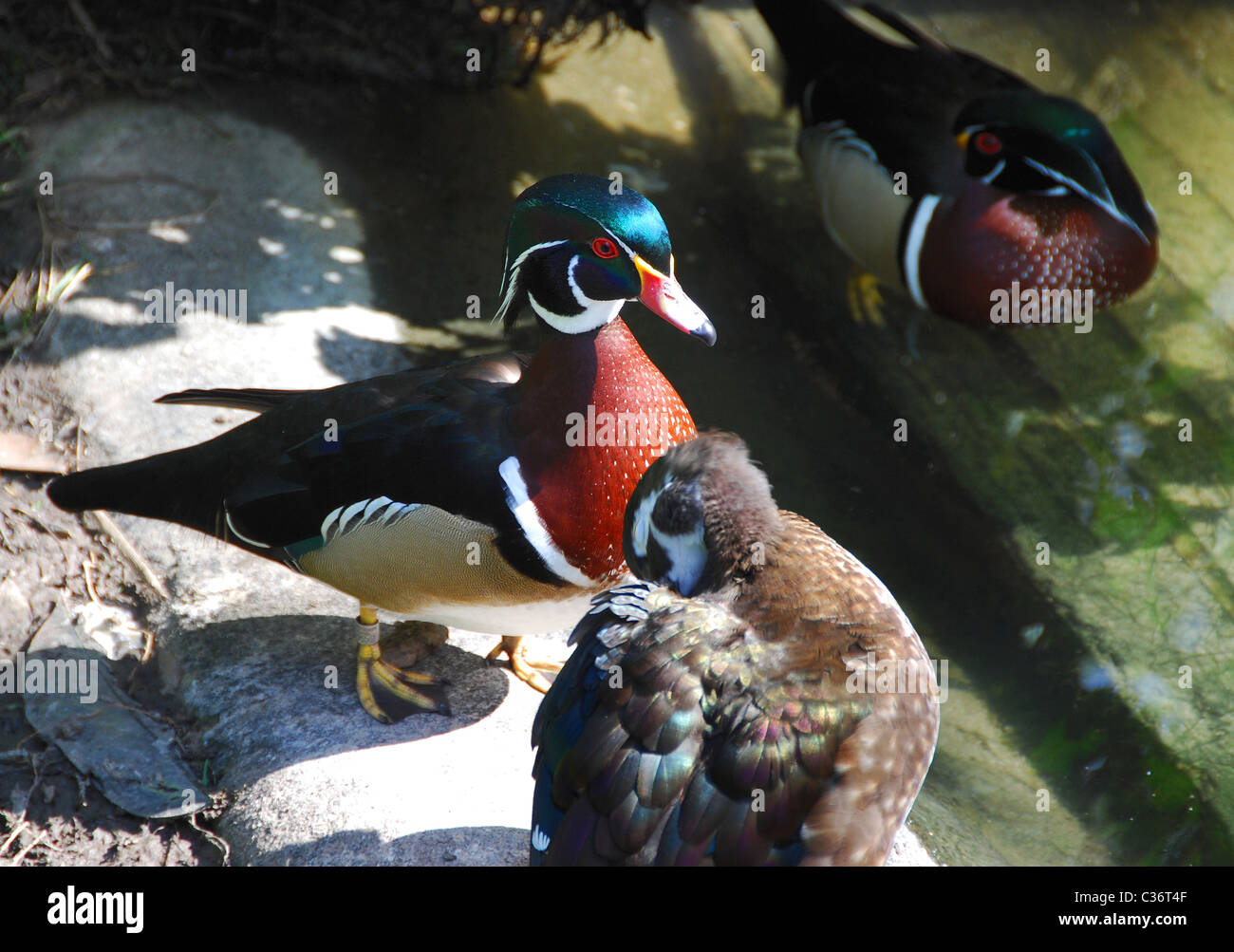 Coloured duck hi-res stock photography and images - Alamy