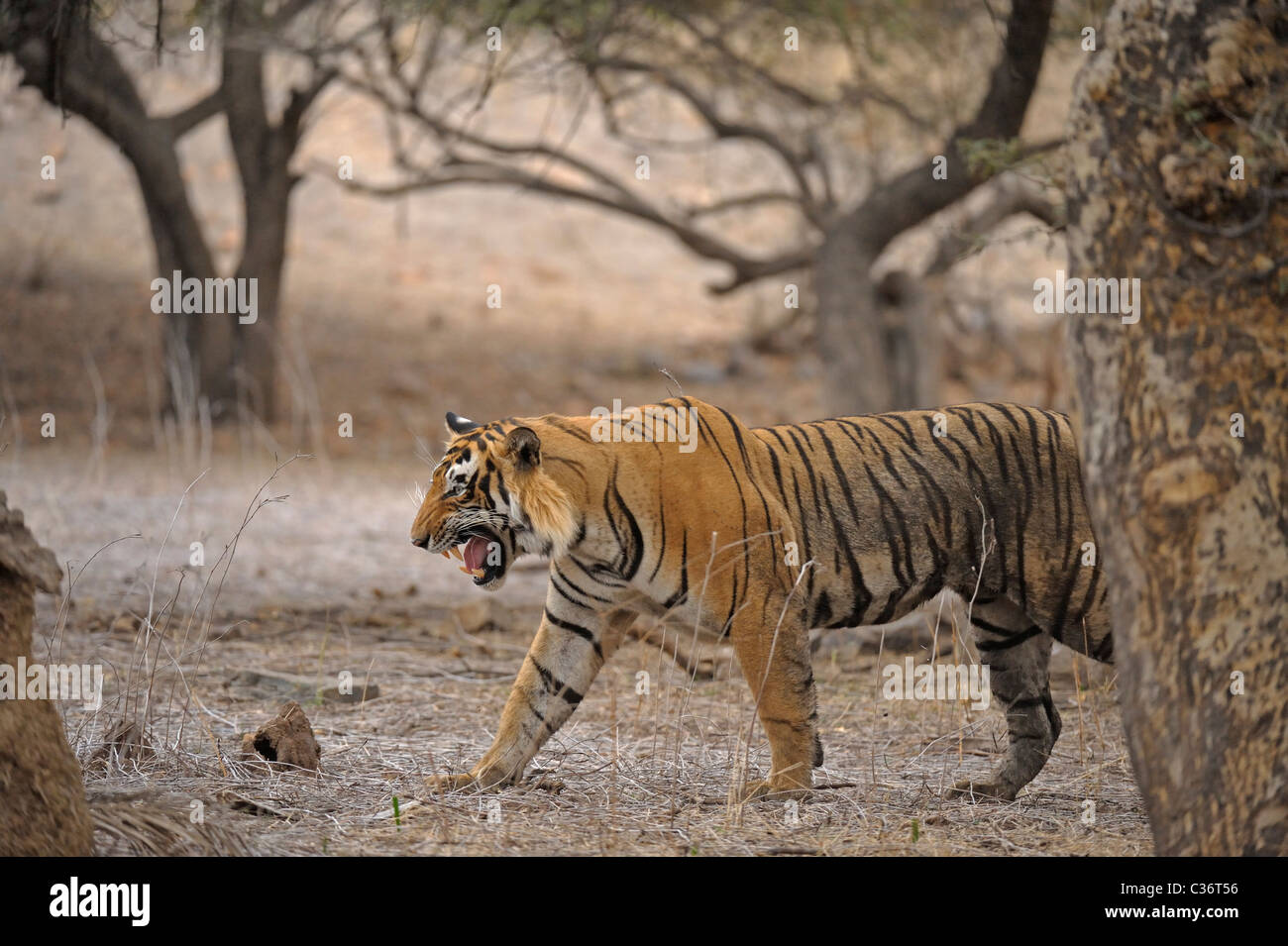 Tiger roaring hi-res stock photography and images - Alamy