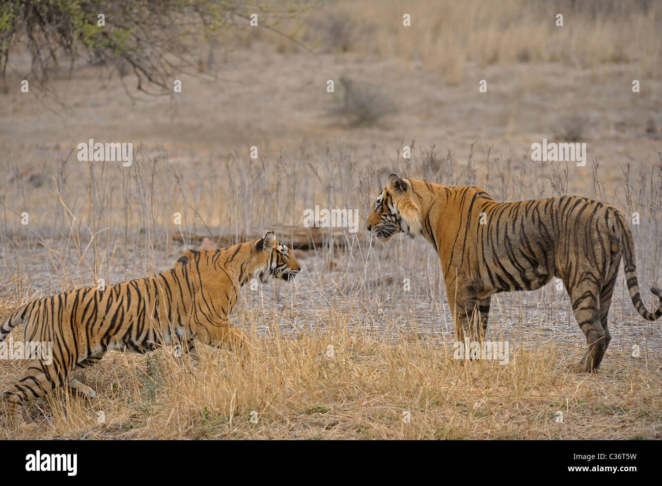 Mating pair bengal tigers hi-res stock photography and images - Alamy