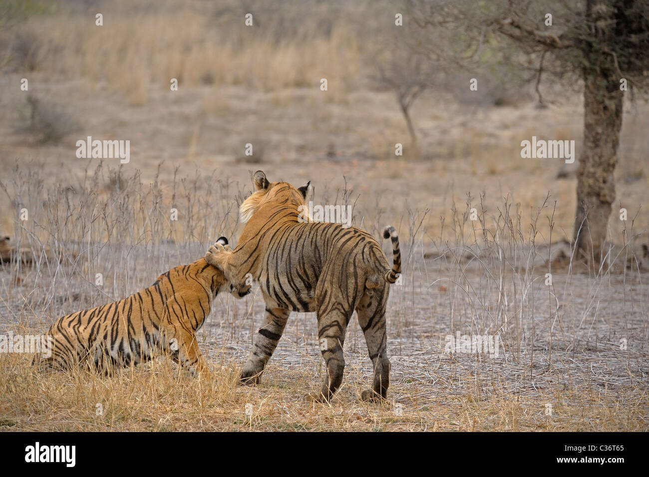 A mating pair of tigers in Ranthambore national park, India Stock Photo ...