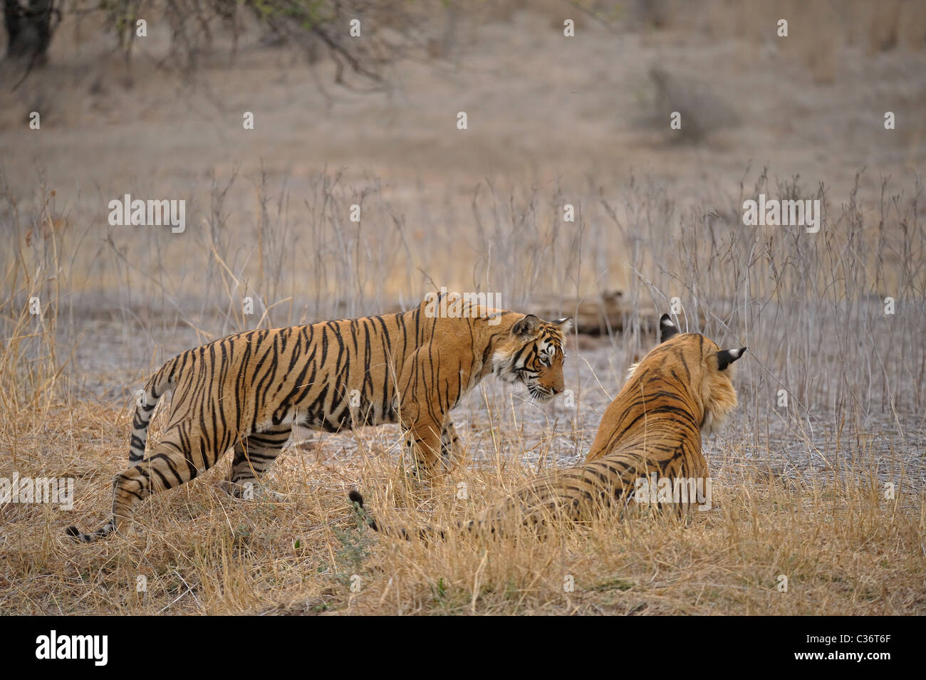 A mating pair of tigers in Ranthambore tiger reserve Stock Photo - Alamy