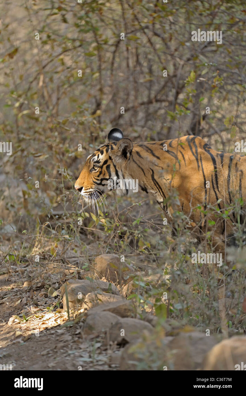 Tiger emerging from grasses in Ranthambore national park Stock Photo ...