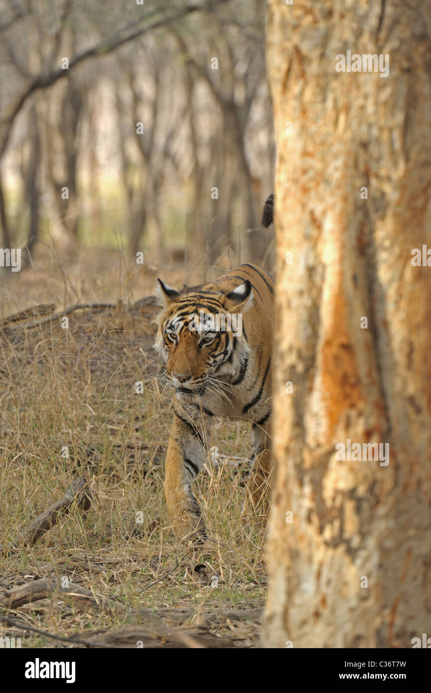 Habitat of jungle hi-res stock photography and images - Alamy